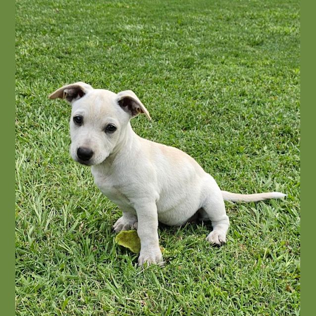 Allora - Medium Female Rhodesian Ridgeback x Jack Russell Terrier Mix ...