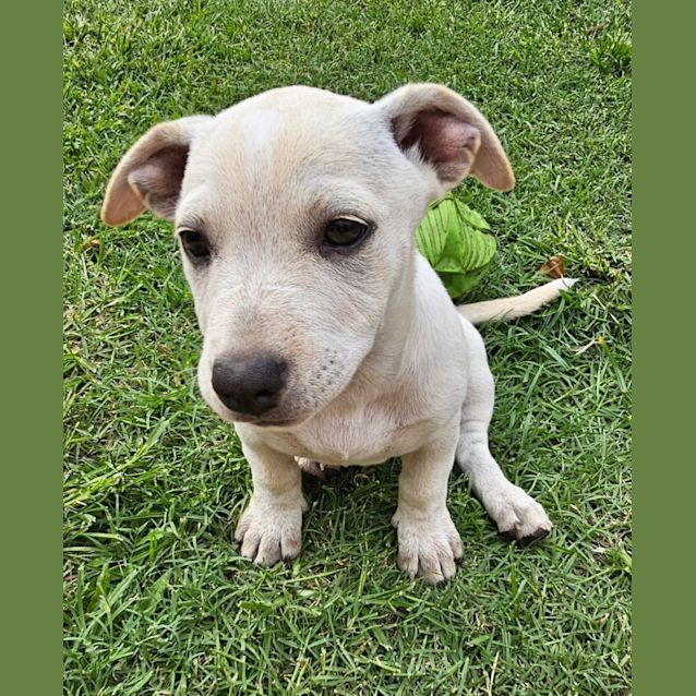 Allora - Medium Female Rhodesian Ridgeback x Jack Russell Terrier Mix ...