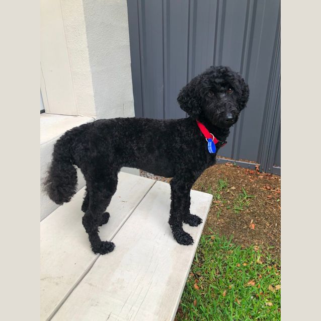 Bronte - 18 Month Old Miniature Poodle (Trial) - Small Female Poodle ...