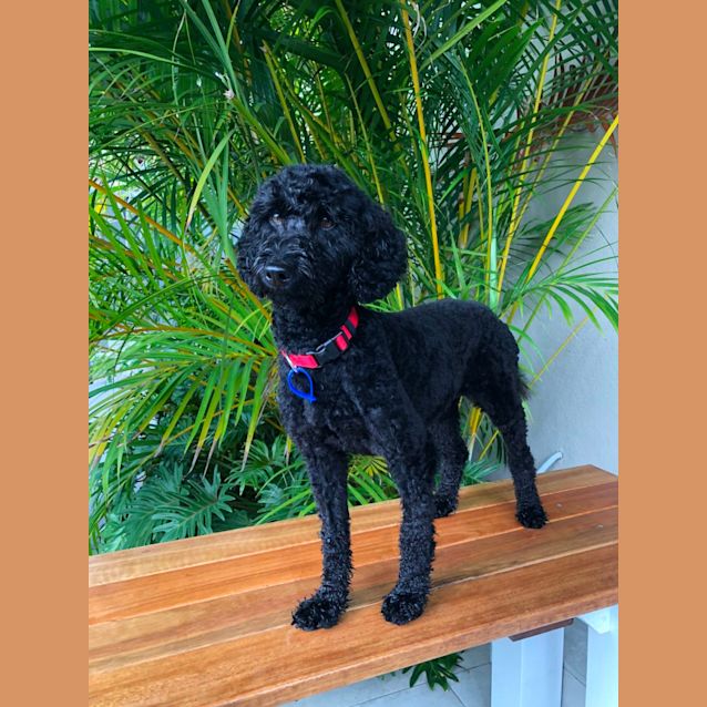 Bronte - 18 Month Old Miniature Poodle (Trial) - Small Female Poodle ...