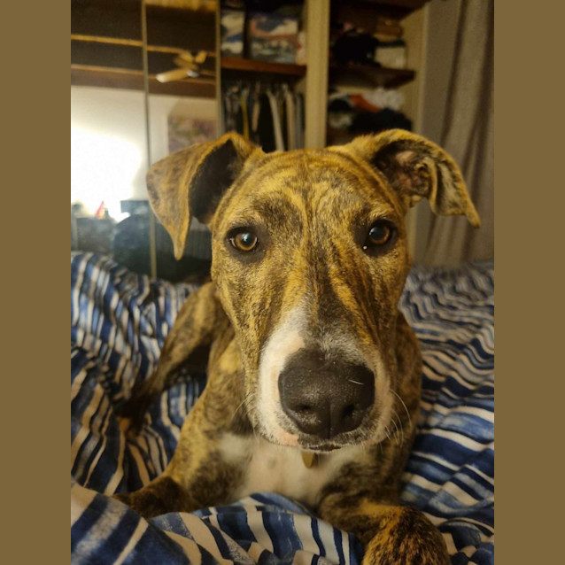 Kirana - Large Female Staghound x Australian Cattle Dog Mix Dog in VIC ...