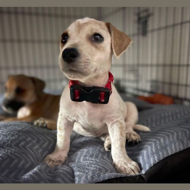 Mackay - Medium Male Rhodesian Ridgeback x Jack Russell Terrier Mix Dog ...