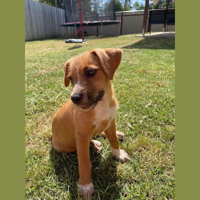 Trinity - Medium Female Rhodesian Ridgeback x Jack Russell Terrier Mix ...