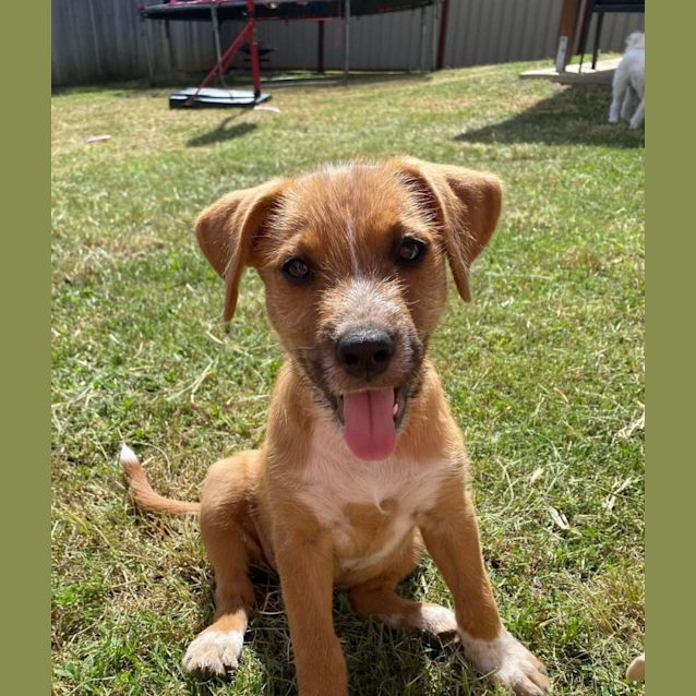 Trinity - Medium Female Rhodesian Ridgeback x Jack Russell Terrier Mix ...