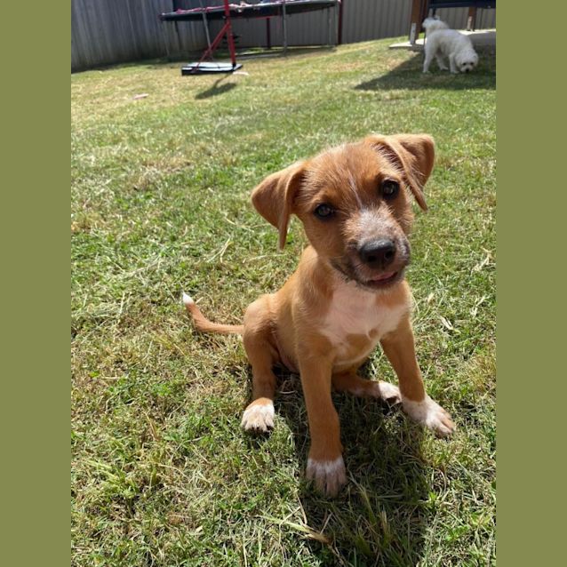 Trinity - Medium Female Rhodesian Ridgeback x Jack Russell Terrier Mix ...