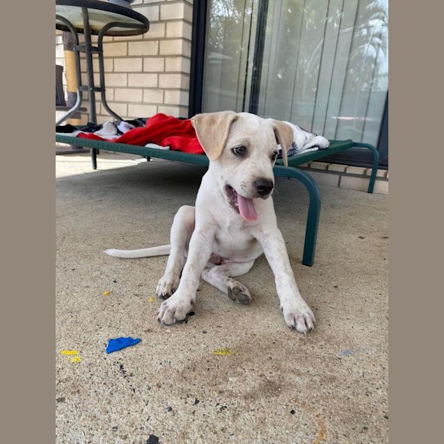 Tully - Medium Male Rhodesian Ridgeback x Jack Russell Terrier Mix Dog ...