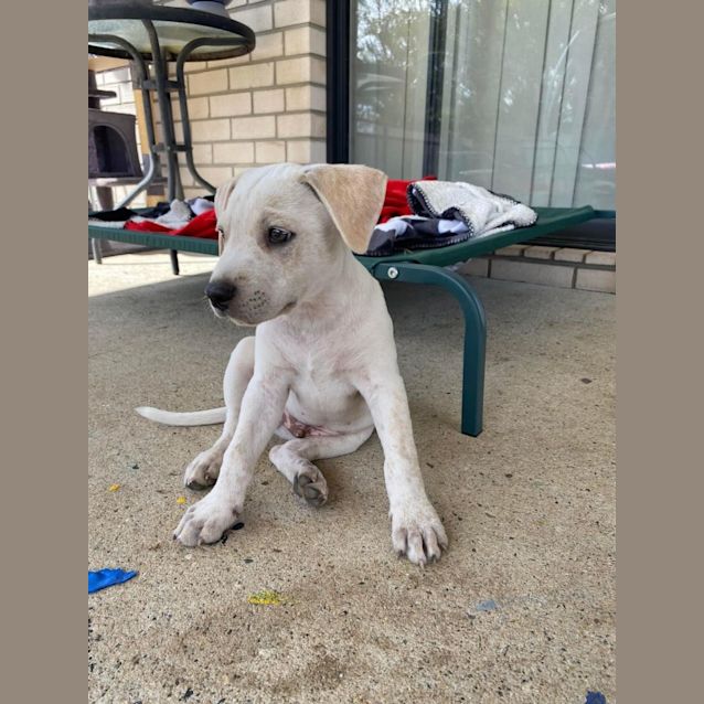 Tully - Medium Male Rhodesian Ridgeback x Jack Russell Terrier Mix Dog ...