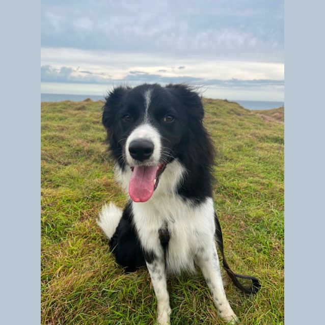 Walter - Medium Male Border Collie Dog in NSW - PetRescue