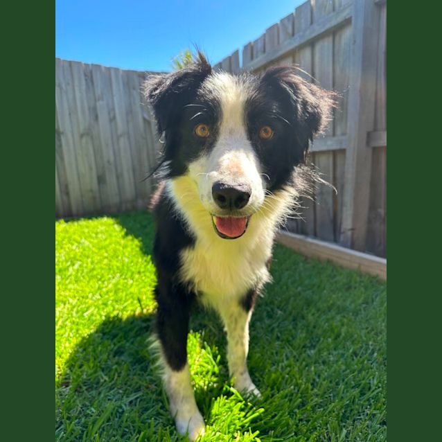 Vada - Medium Male Border Collie Dog in VIC - PetRescue