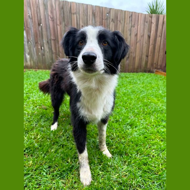 Vada - Medium Male Border Collie Dog in VIC - PetRescue