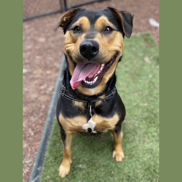 Swiftie - Large Female Boxer x Kelpie Mix Dog in VIC - PetRescue