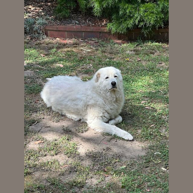 Wolke - Large Male Maremma Sheepdog Mix Dog in VIC - PetRescue
