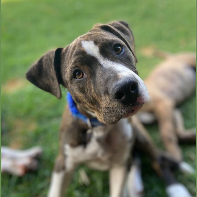 Buddy - Medium Male Mastiff x American Staffordshire Bull Terrier Mix ...