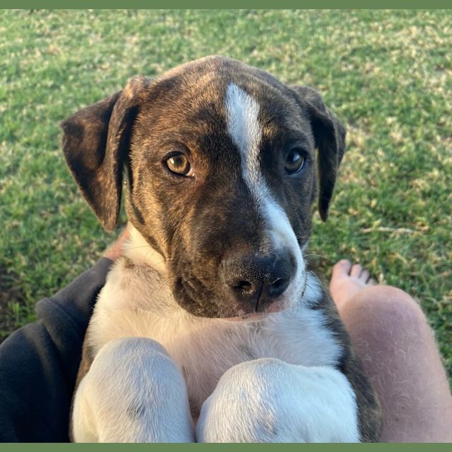 Buddy - Medium Male Mastiff x American Staffordshire Bull Terrier Mix ...