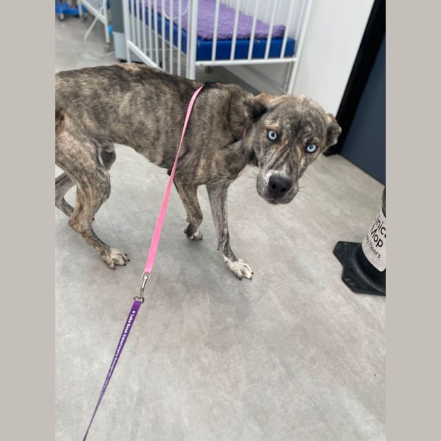 Max - Medium Male Great Dane x Alaskan Malamute x Husky Mix Dog in NSW ...