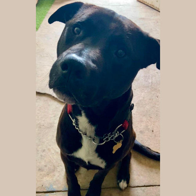 Sinbad - Medium Male Labrador x Staffordshire Bull Terrier Mix Dog in ...