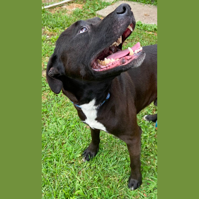 Sinbad - Medium Male Labrador x Staffordshire Bull Terrier Mix Dog in ...