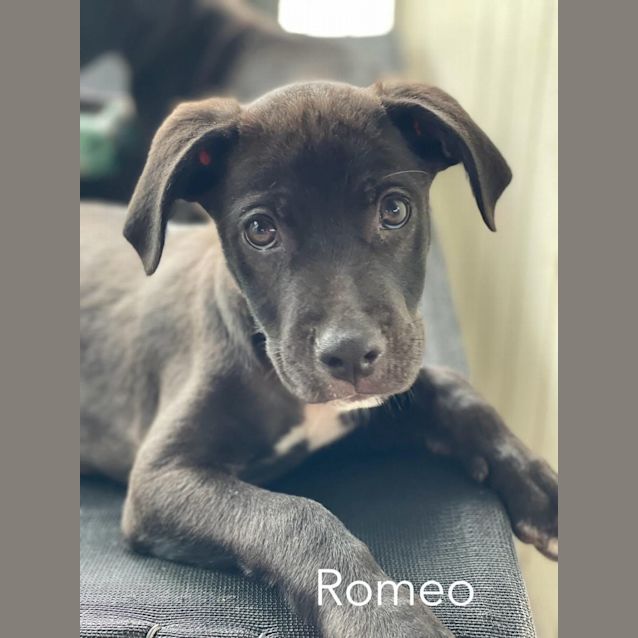 Romeo - Large Male Bullmastiff x Rhodesian Ridgeback Mix Dog in QLD ...