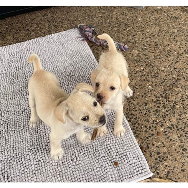 Matisse - Small Male French Bulldog x Poodle x Maltese Dog in QLD ...