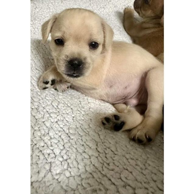 Matisse - Small Male French Bulldog x Poodle x Maltese Dog in QLD ...