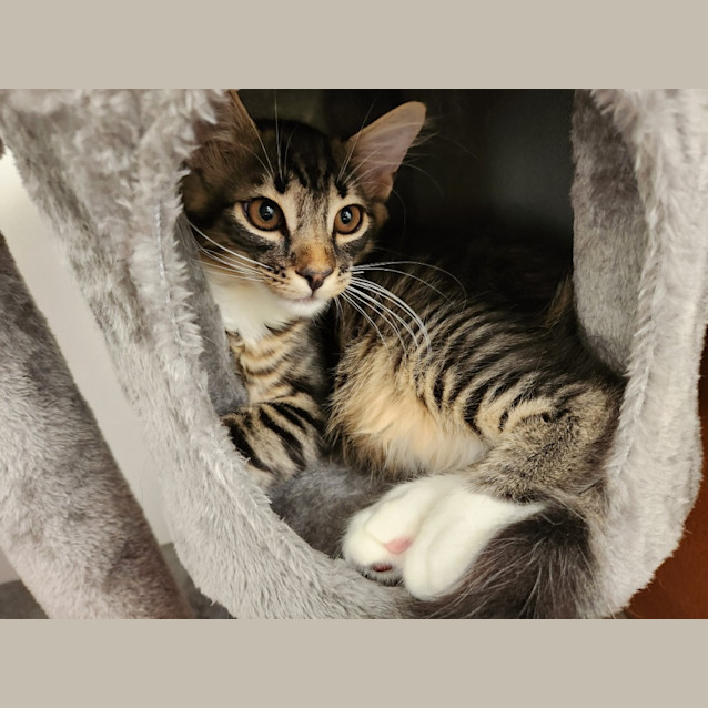 Habib - Male Domestic Short Hair Cat in QLD - PetRescue