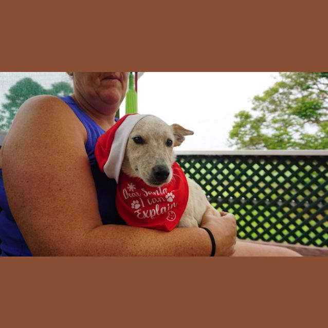 Dallas - Medium Female Australian Stumpy Tail Cattle Dog x Jack Russell ...