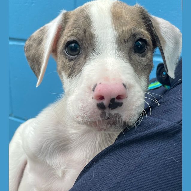 Alby - Large Male Australian Cattle Dog x Great Dane Mix Dog in QLD ...