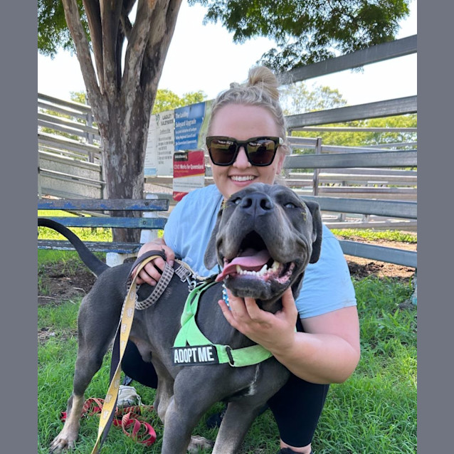 Kane - Large Male Great Dane Mix Dog in QLD - PetRescue