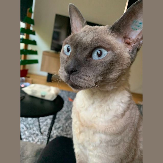 Sadie - Female Devon Rex Cat in VIC - PetRescue