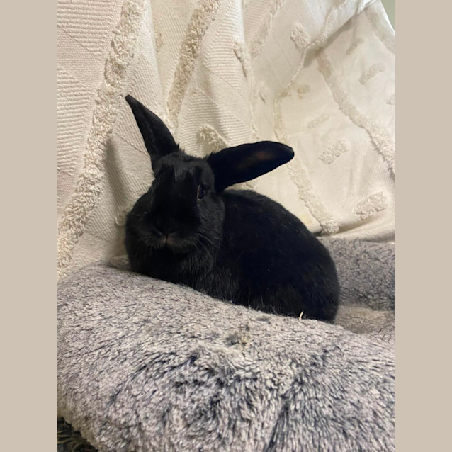 Mya - Female Bunny Rabbit in VIC - PetRescue
