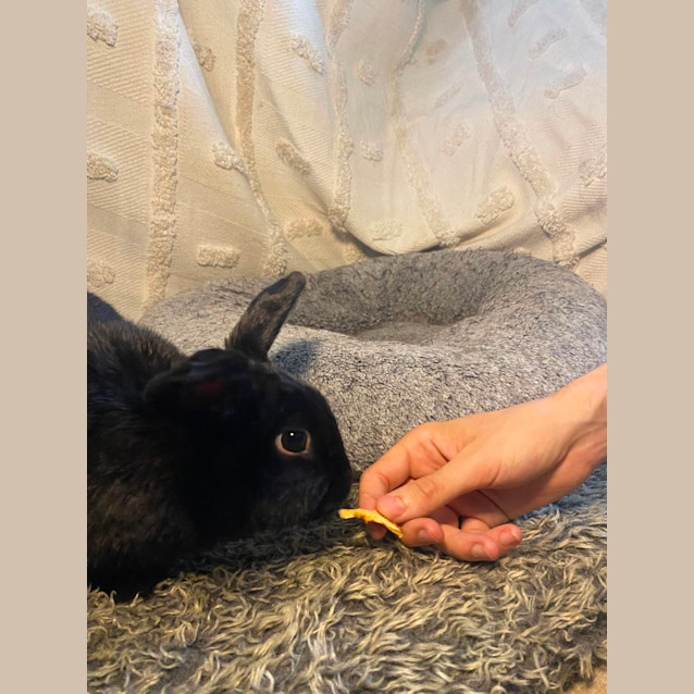 Mya - Female Bunny Rabbit in VIC - PetRescue