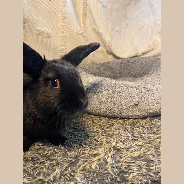 Mya - Female Bunny Rabbit in VIC - PetRescue
