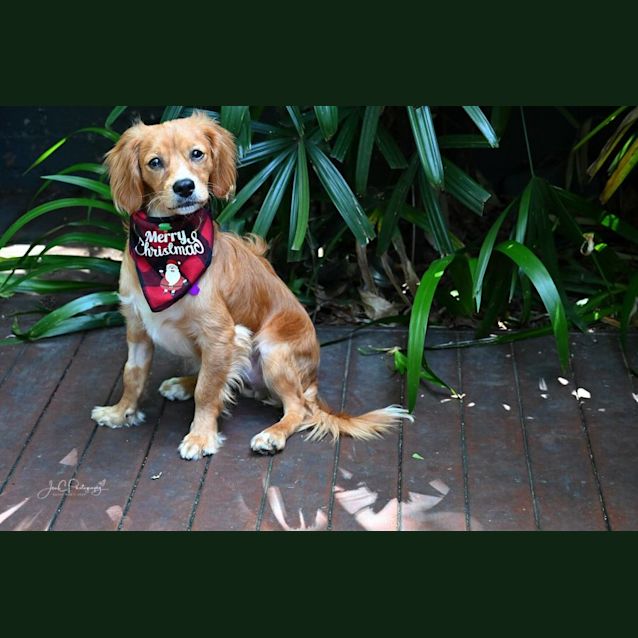 Copper - Small Male Cavalier King Charles Spaniel Mix Dog in NSW ...
