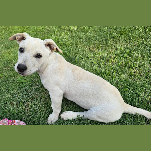 Allora - Medium Female Rhodesian Ridgeback x Jack Russell Terrier Mix ...