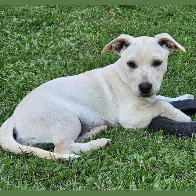 Allora - Medium Female Rhodesian Ridgeback x Jack Russell Terrier Mix ...