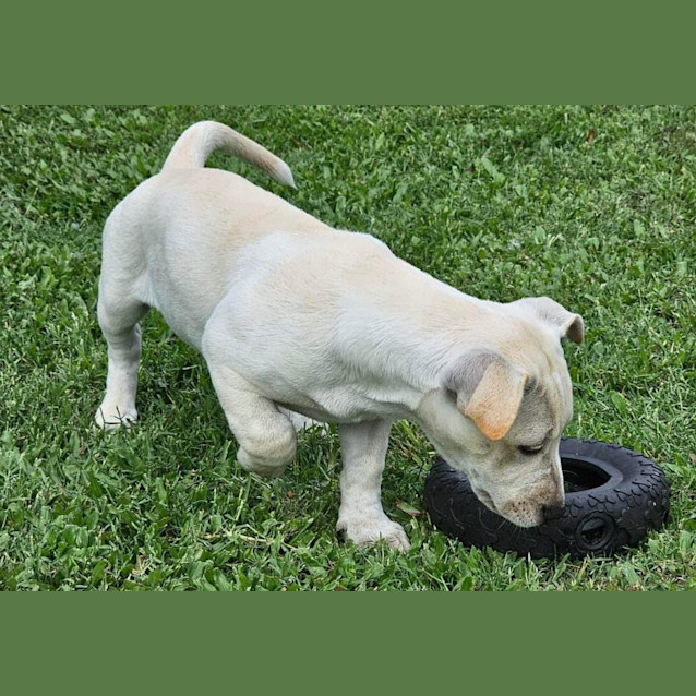 Allora - Medium Female Rhodesian Ridgeback x Jack Russell Terrier Mix ...