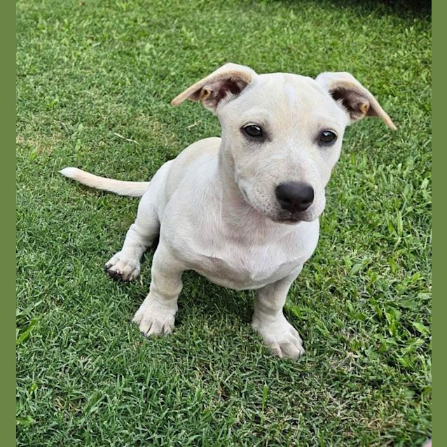 Allora - Medium Female Rhodesian Ridgeback x Jack Russell Terrier Mix ...