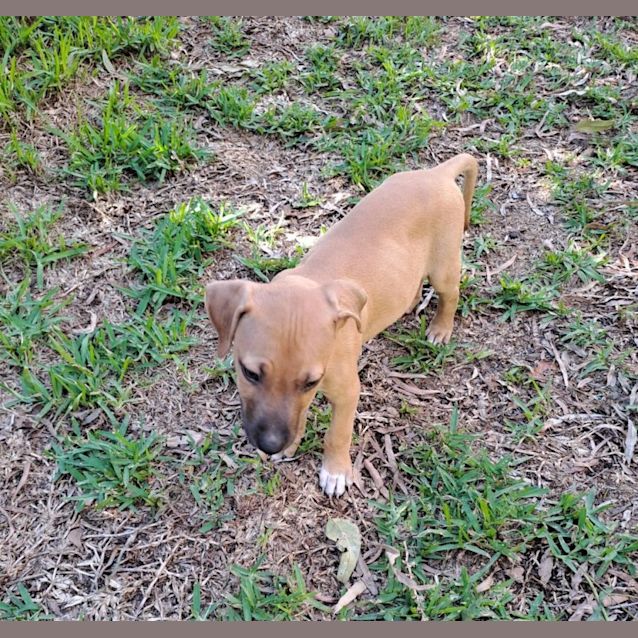 Simba - Medium Male Bull Arab x Staffy x American Staffordshire Terrier ...