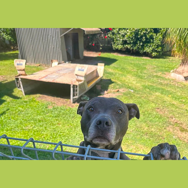 Ragnar - Medium Male Staffordshire Bull Terrier Dog in QLD - PetRescue