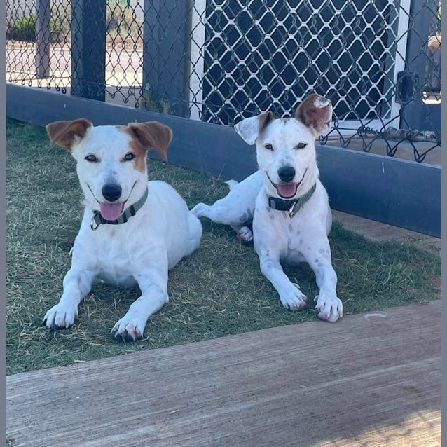 Addie - Medium Female Mixed Breed Dog in WA - PetRescue