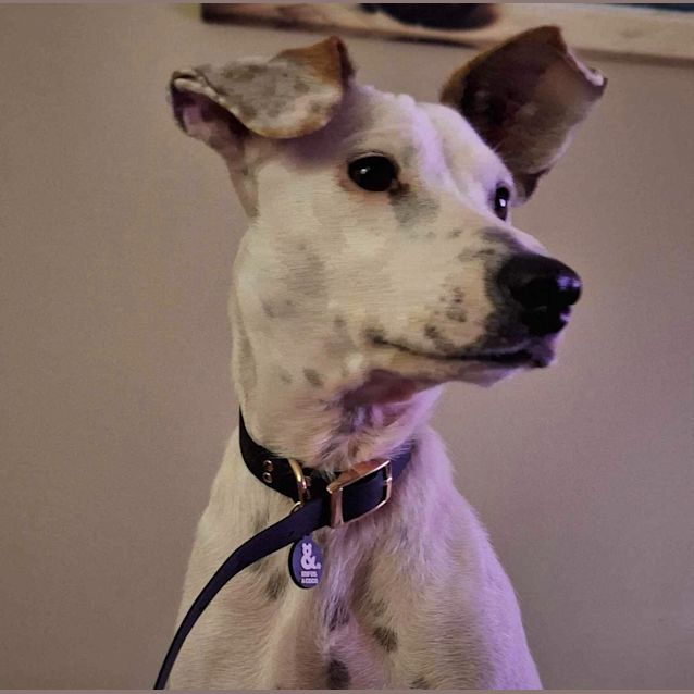 Addie - Medium Female Mixed Breed Dog in WA - PetRescue