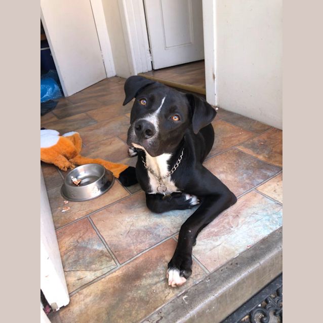 Patrick - Medium Male Border Collie x Staffy Mix Dog in VIC - PetRescue