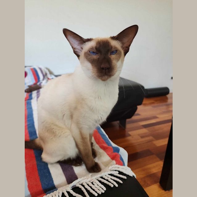 Tarita / Marigold - Female Siamese Cat in VIC - PetRescue