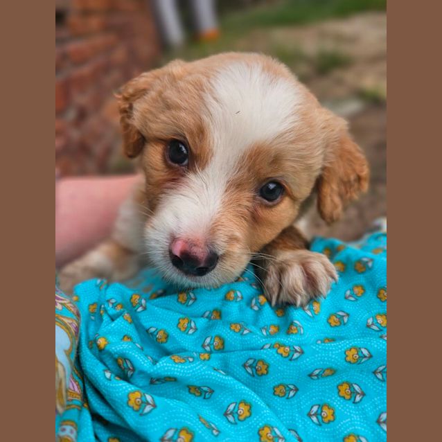 Caramel - Medium Female Border Collie Dog in QLD - PetRescue