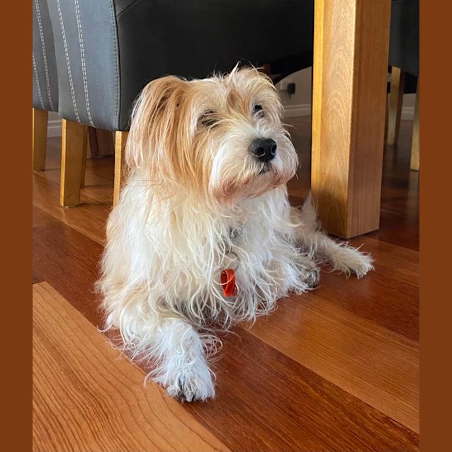 Sweet Lady Tess - Small Female Australian terrier Dog in WA - PetRescue