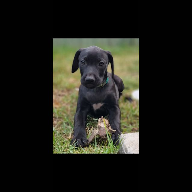 Minty - 9 Week Old Kelpie X Ridgeback (Trial) - Large Male Kelpie x ...