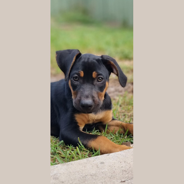 Oatis - 9 Week Old Kelpie X Ridgeback (Trial) - Medium Male Kelpie x ...
