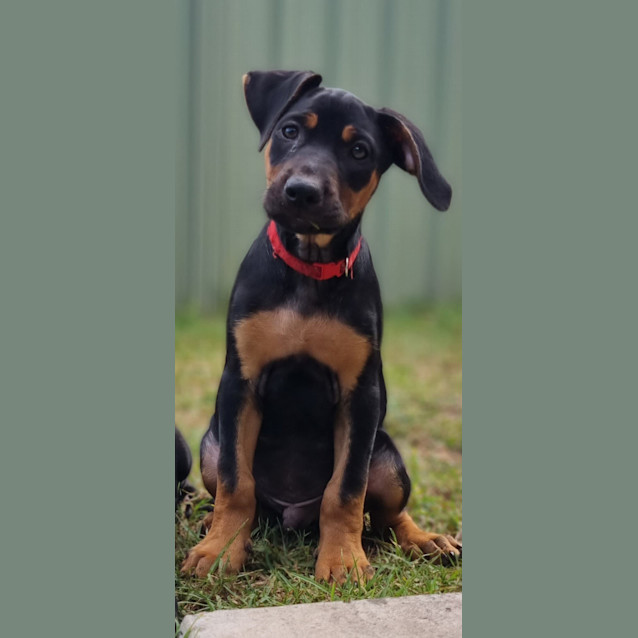 Oatis - 9 Week Old Kelpie X Ridgeback (Trial) - Medium Male Kelpie x ...