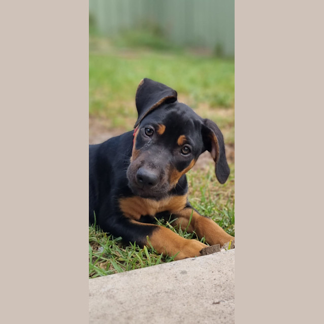 Oatis - 9 Week Old Kelpie X Ridgeback (Trial) - Medium Male Kelpie x ...