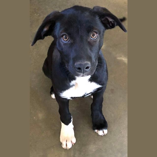 Bonnie - 15 Week Old Border Collie X (Trial) - Medium Female Border Collie x Kelpie Mix Dog in ...